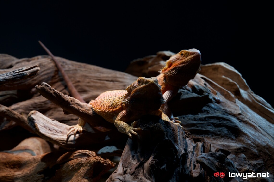 Leica SL3 Hands On: Photography At A Premium - Lowyat.NET